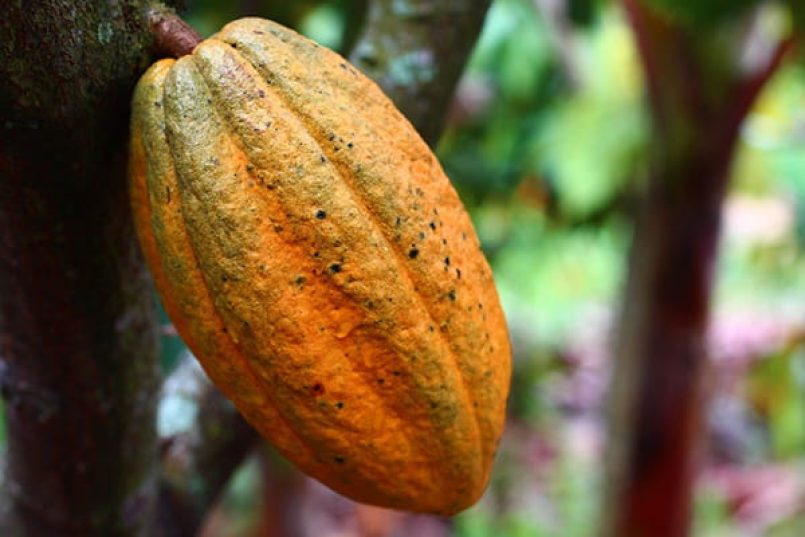 New biodegradable film produced from cocoa shell nanofibrils - News and ...