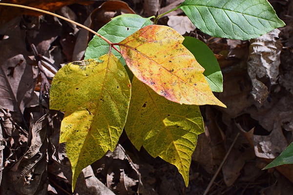 Urushiol as excellent raw material for self-healing coatings - News and ...